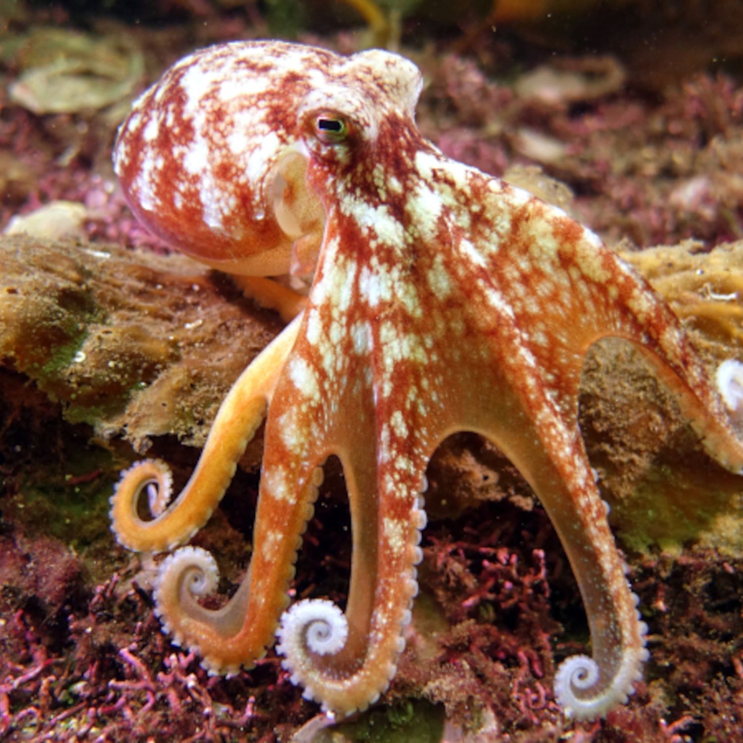 🦑 Are they aliens from another world? 🌊 How do octopuses solve puzzles ...